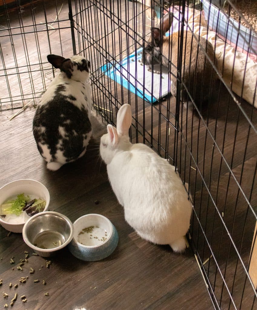 Rabbit rescue gives hope to county's pets and people