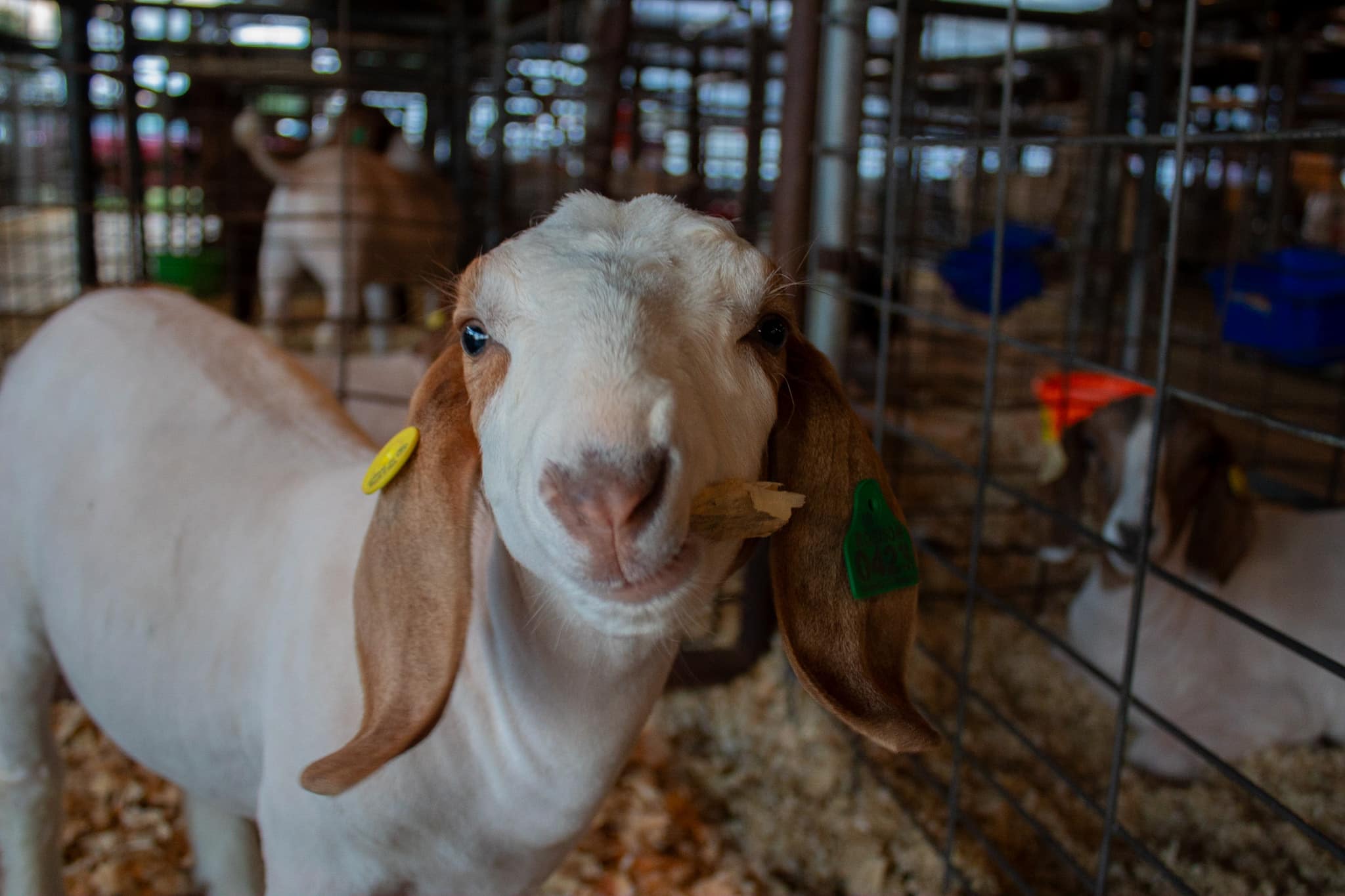 Athens County Fair in photos