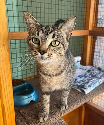 Cat of the Week: Junebug – Athens County Independent