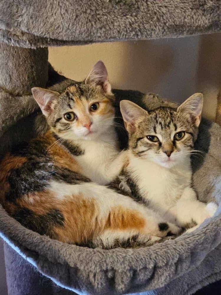 Cat of the Week: Pearl & Topaz – Athens County Independent