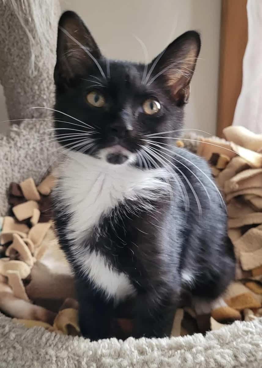 Cat of the Week: Beryl – Athens County Independent