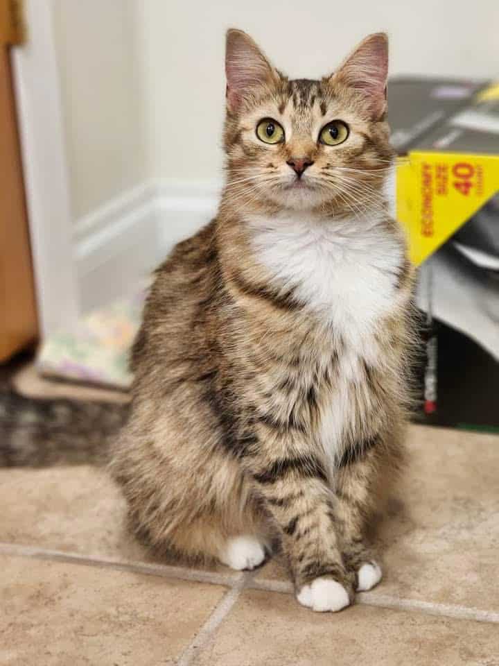 Cat of the Week: Penny – Athens County Independent