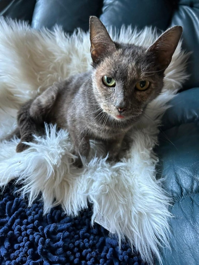 Cat of the Week: Sugar – Athens County Independent