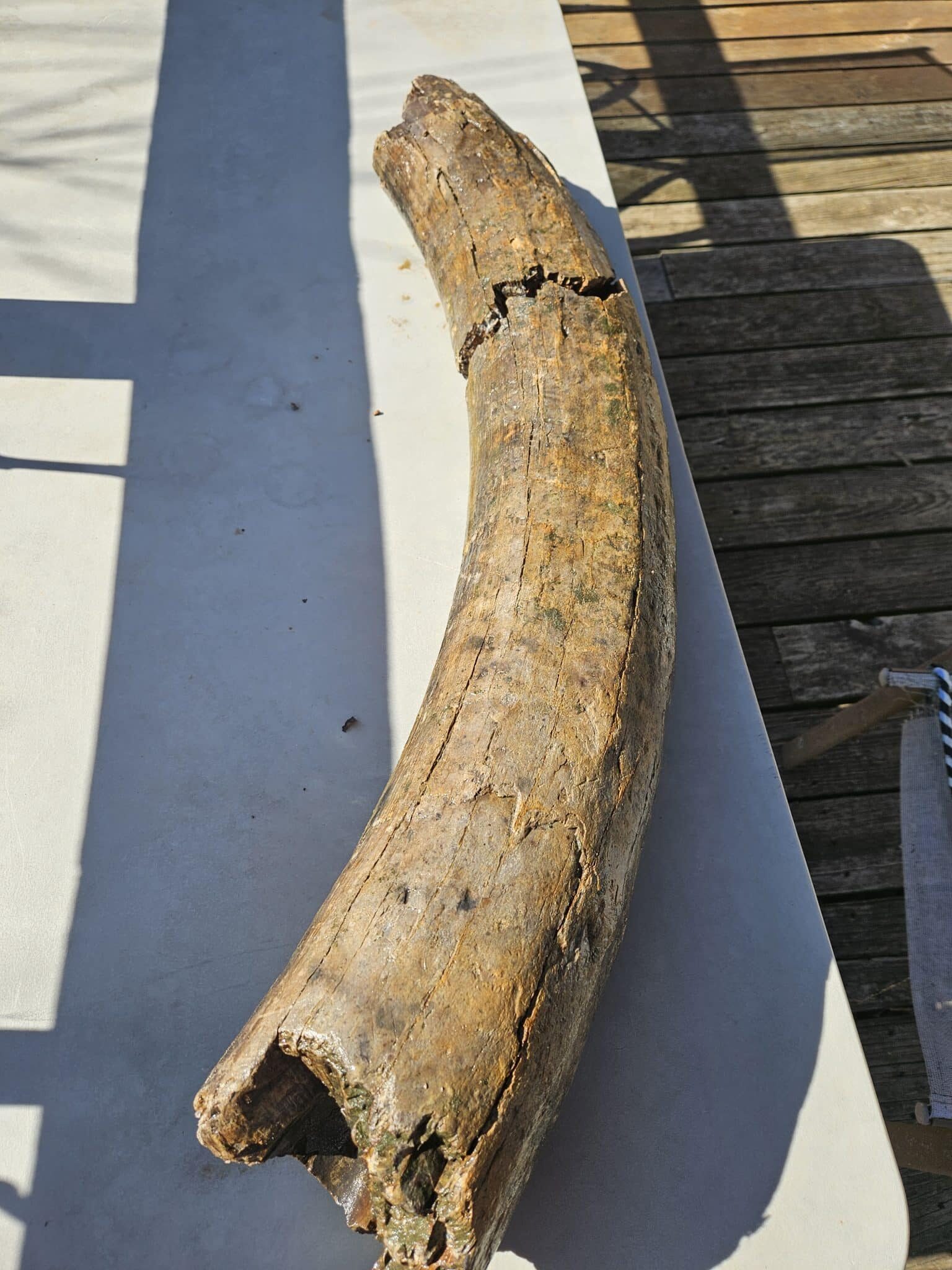 Prehistoric animal tusk found in Athens County – Athens County Independent