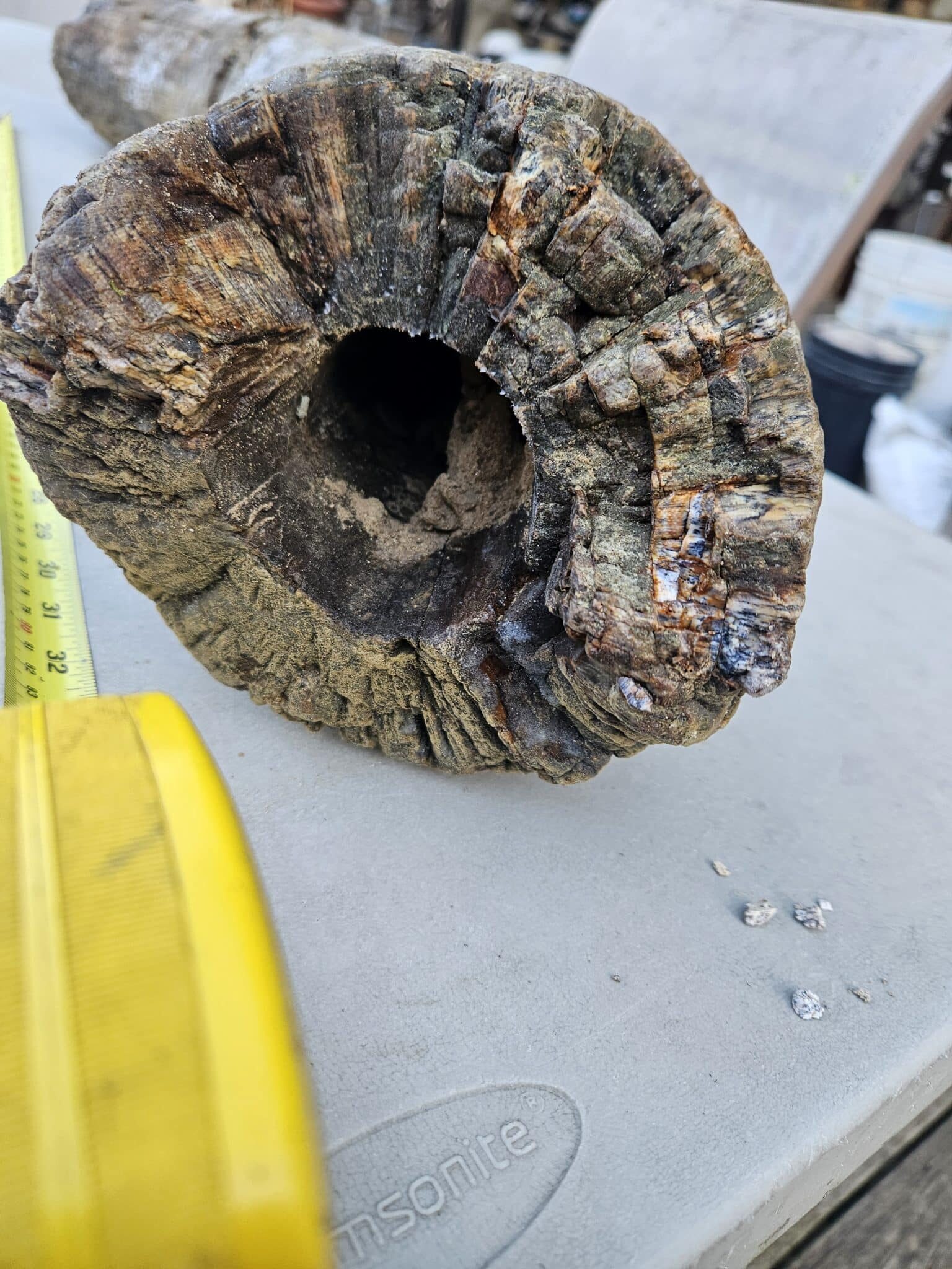 Prehistoric animal tusk found in Athens County – Athens County Independent