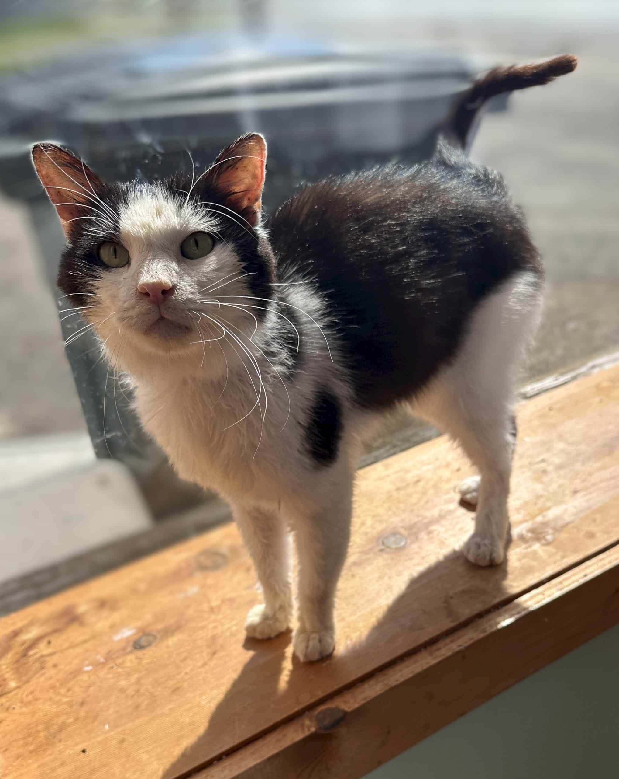 Cat of the Week: Alberto – Athens County Independent