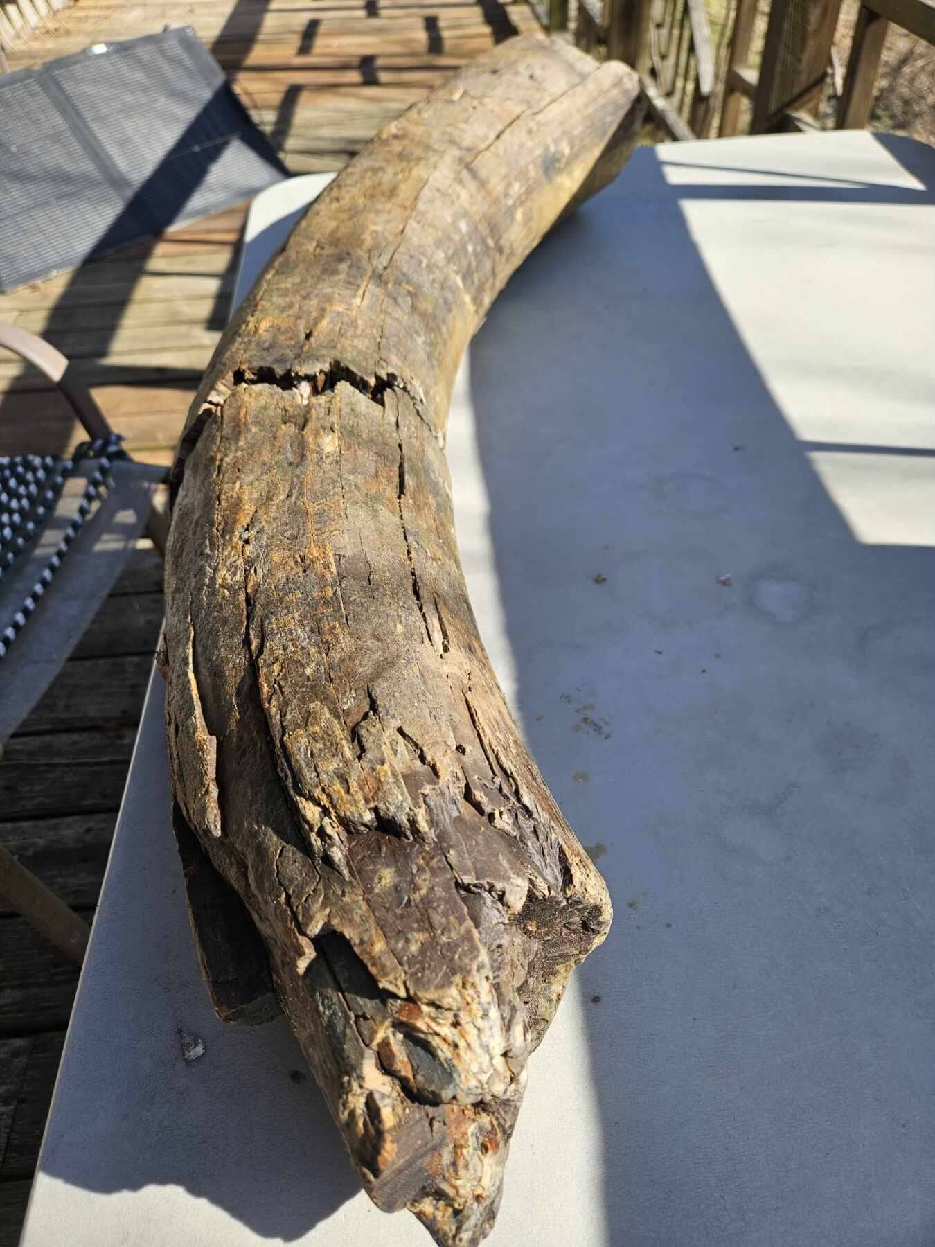 Prehistoric animal tusk found in Athens County – Athens County Independent