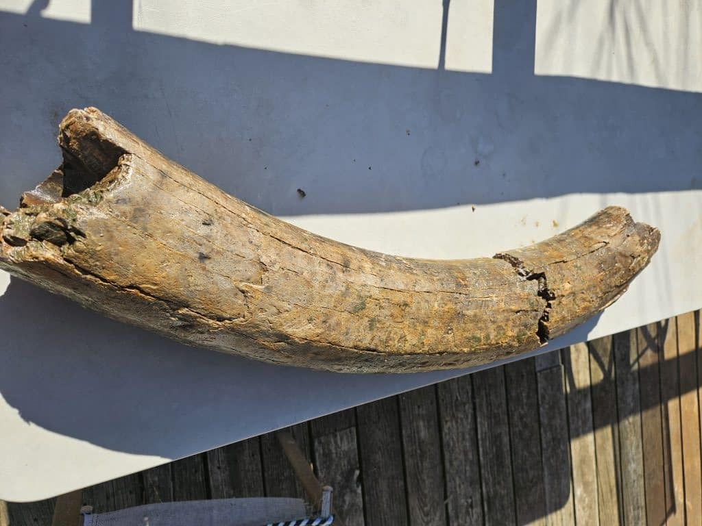 Prehistoric animal tusk found in Athens County – Athens County Independent