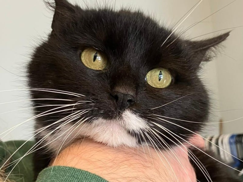 Cat of the Week: Delores – Athens County Independent