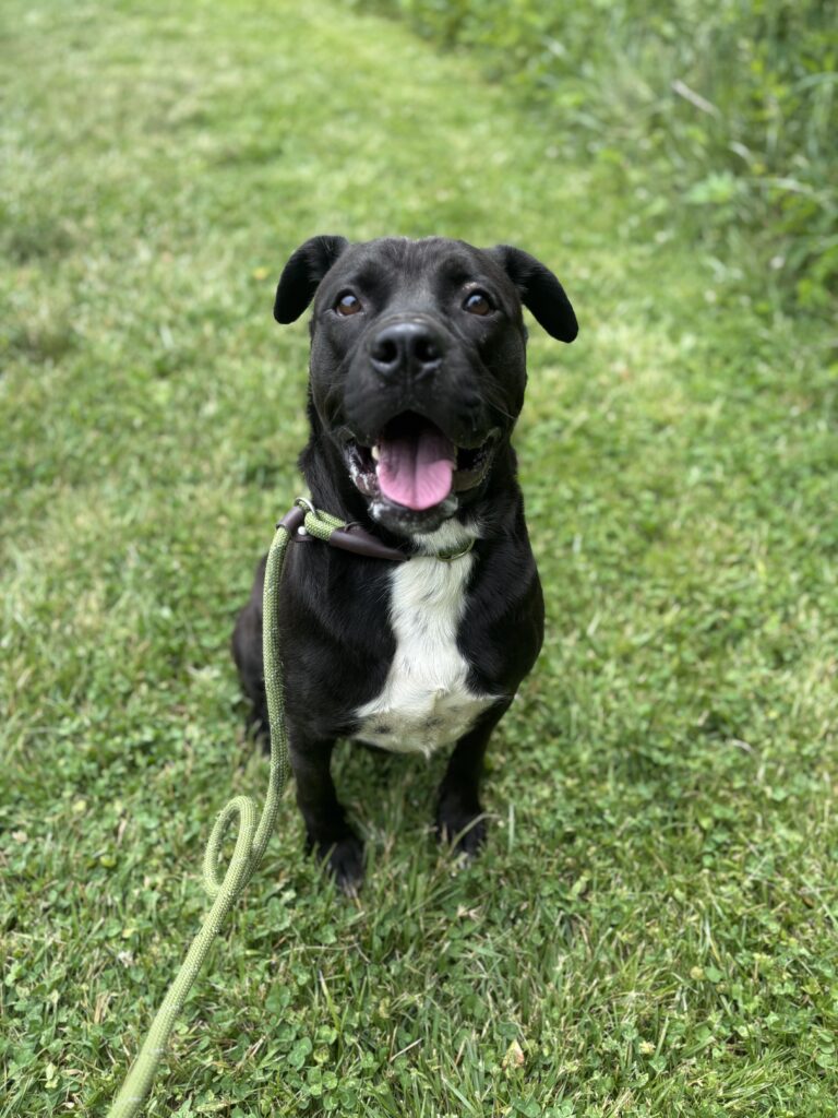 Dog of the Week: Breeze – Athens County Independent